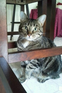 Paw Sitter Reviews – The Paw Sitter LLC – Stow Ohio pet sitting and dog ...