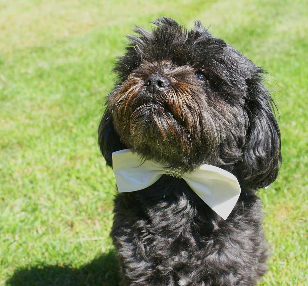 Wedding and Event Pet Attendant in Akron and Cleveland – The Paw Sitter ...